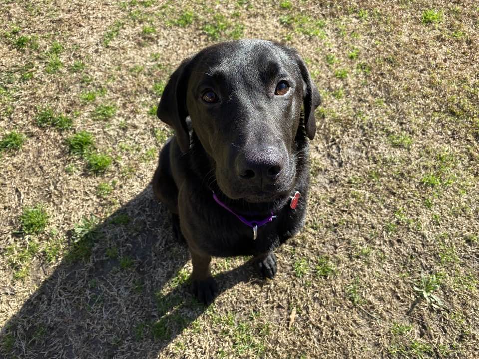 Dog for Adoption - Bart, a Labrador Retriever in Planada, CA | Alpha Paw