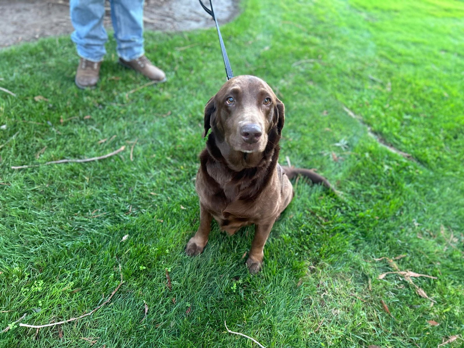 Dog for Adoption - Skye, a Labrador Retriever in Mariposa, CA | Alpha Paw