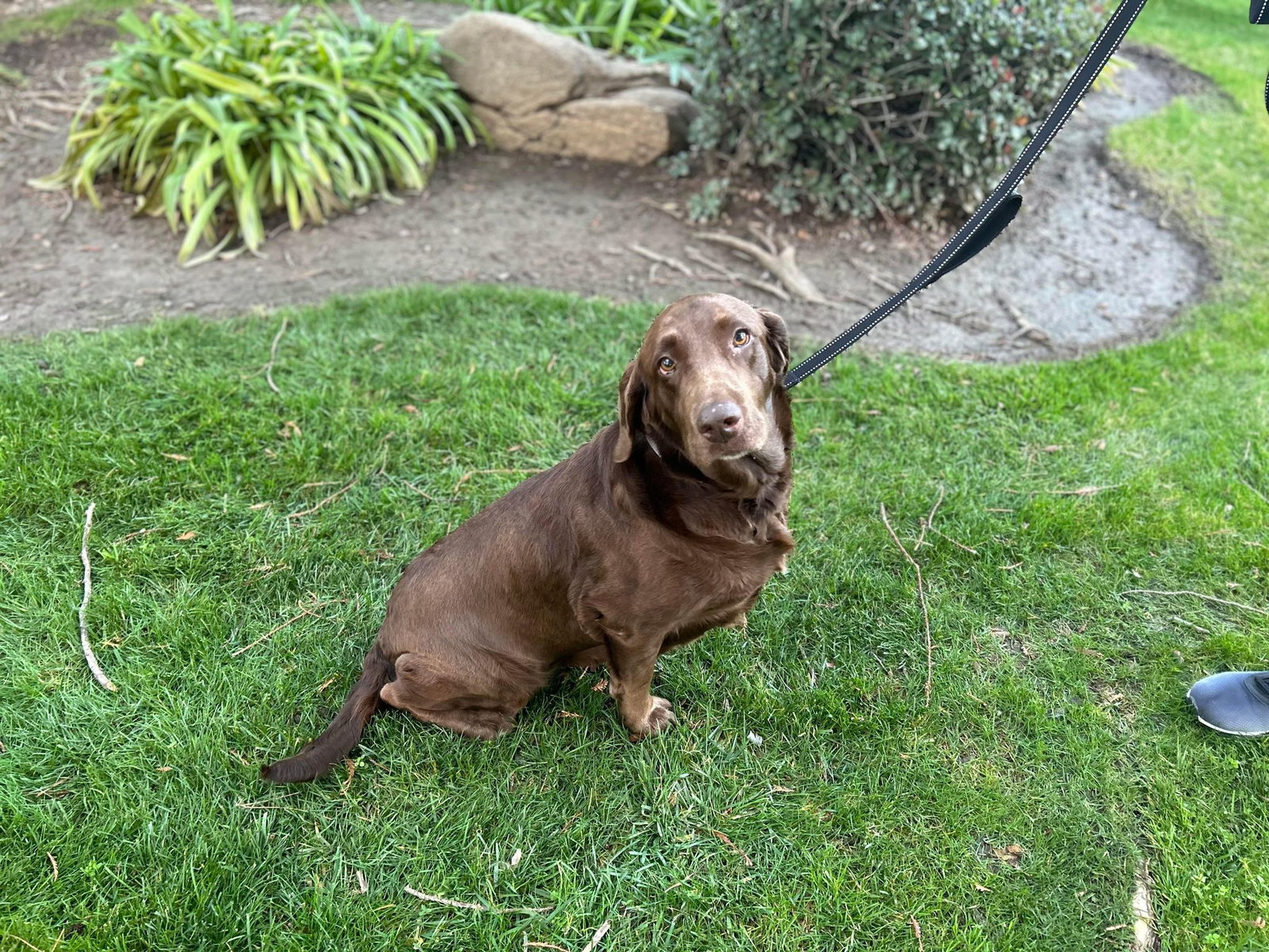 Dog for Adoption - Skye, a Labrador Retriever in Mariposa, CA | Alpha Paw