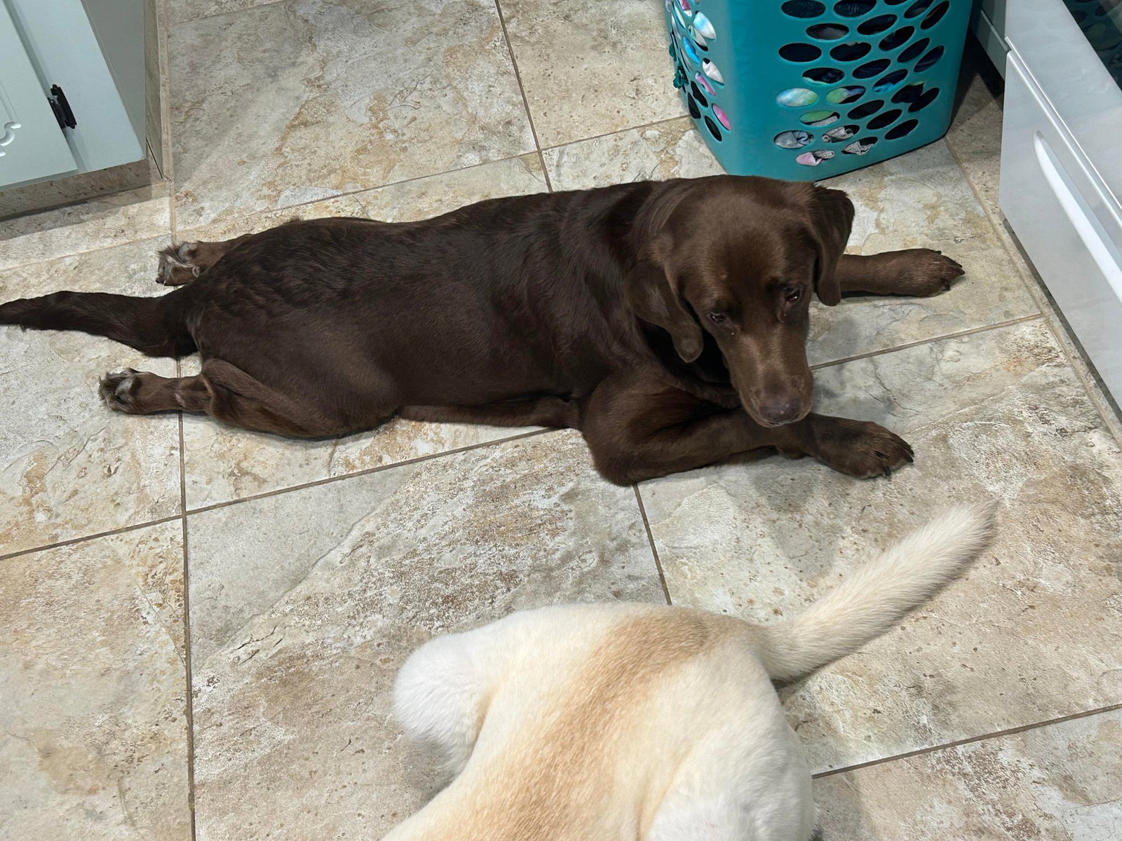 Dog for Adoption - Skye, a Labrador Retriever in Mariposa, CA | Alpha Paw