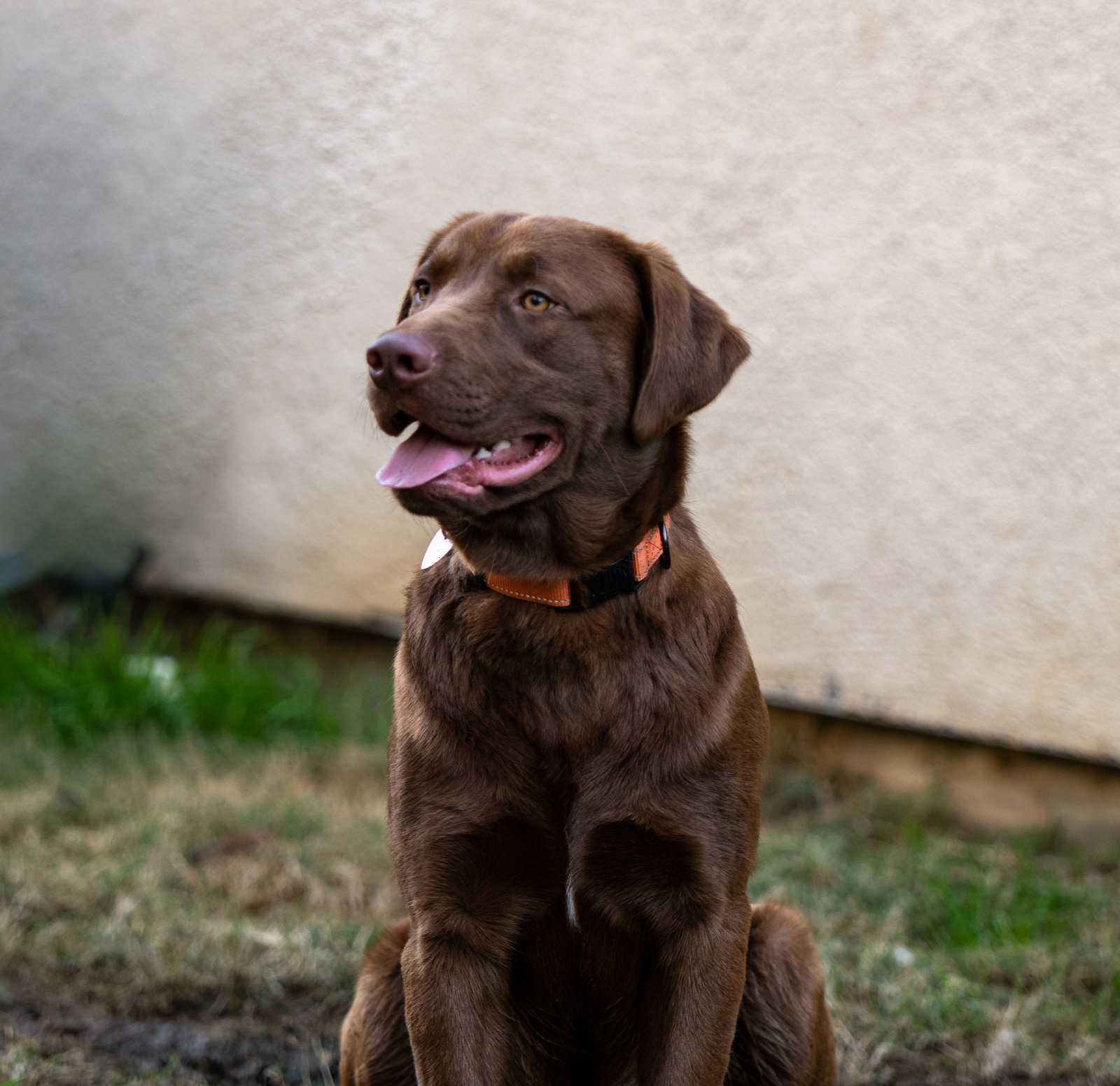 Dog for Adoption - Brooks, a Labrador Retriever in Ahwahnee, CA | Alpha Paw