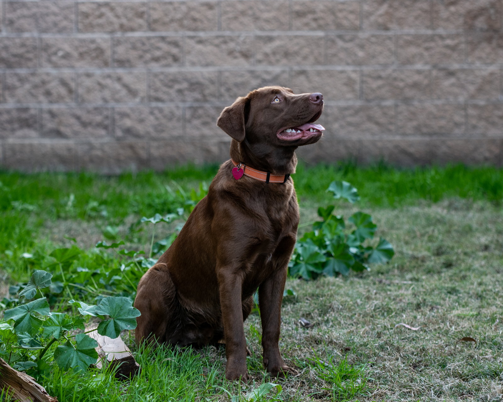 Dog for Adoption - Brooks, a Labrador Retriever in Ahwahnee, CA | Alpha Paw