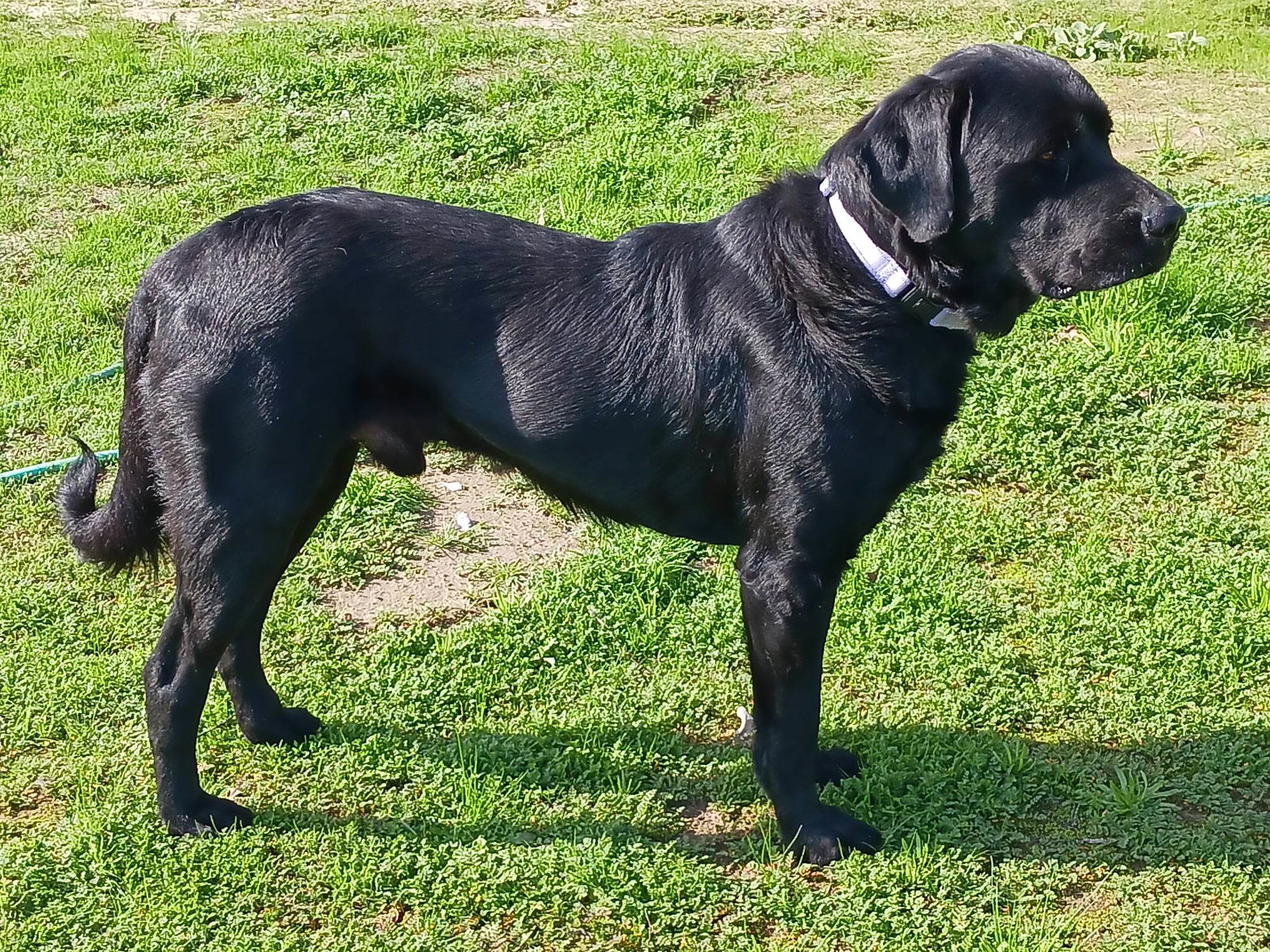 Dog for Adoption - Bruce Almighty, a Labrador Retriever in Madera ...