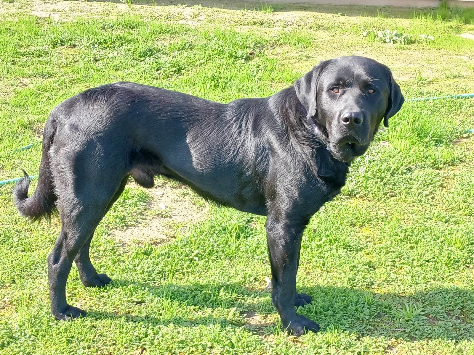 Dog for Adoption - Bruce Almighty, a Labrador Retriever in Madera ...