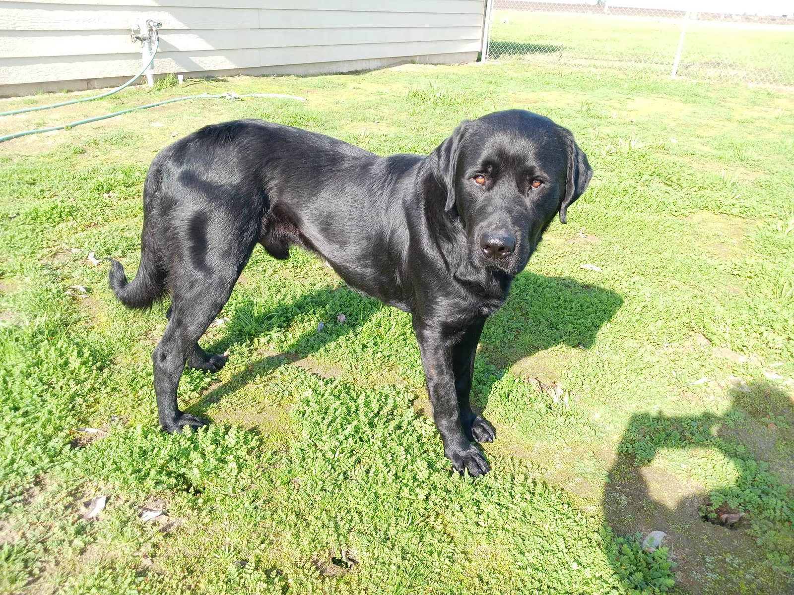 Dog for Adoption - Bruce Almighty, a Labrador Retriever in Madera ...