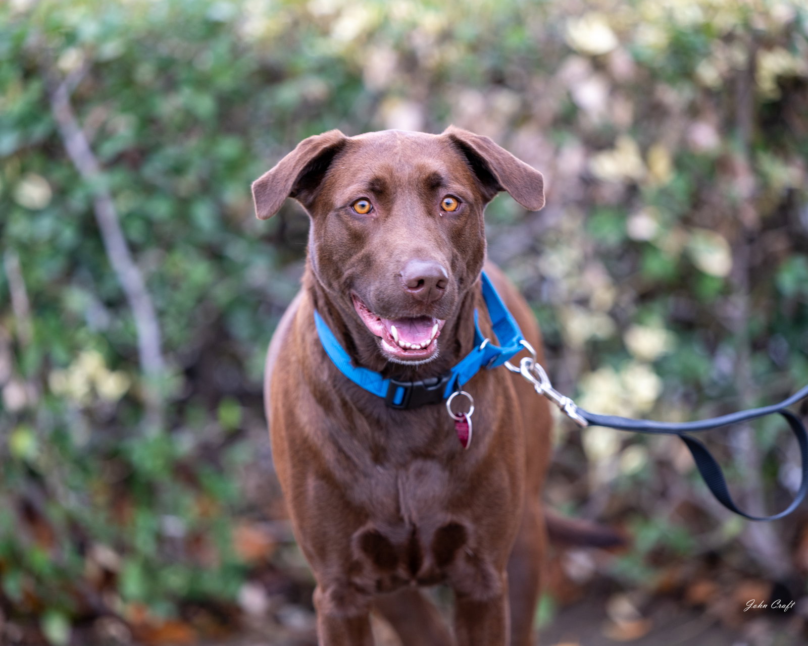Dog for Adoption - Leia, a Labrador Retriever in Patterson Tract, CA ...
