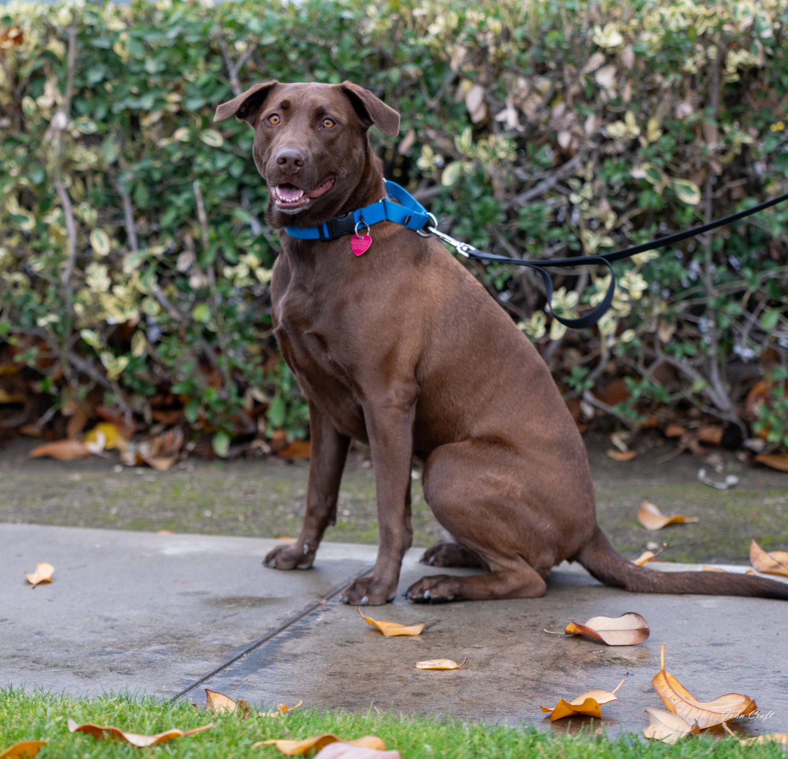 Dog for Adoption - Leia, a Labrador Retriever in Patterson Tract, CA ...