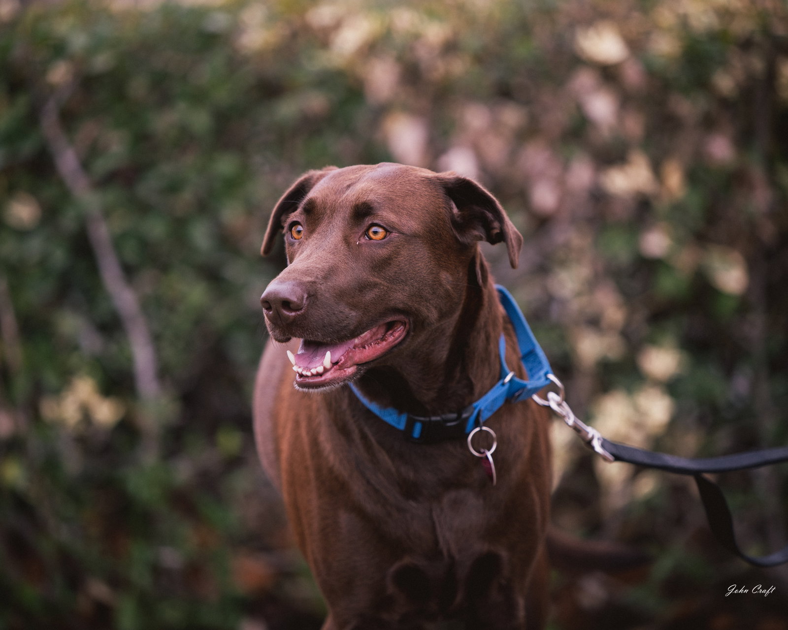 Dog for Adoption - Leia, a Labrador Retriever in Patterson Tract, CA ...