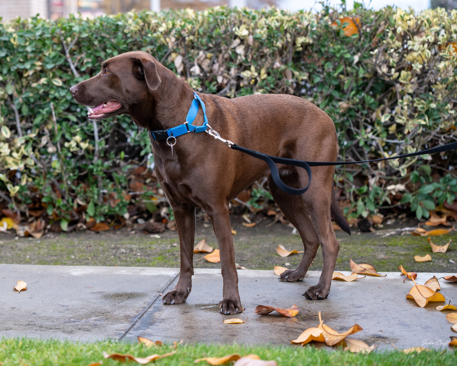 Dog for Adoption - Leia, a Labrador Retriever in Patterson Tract, CA ...