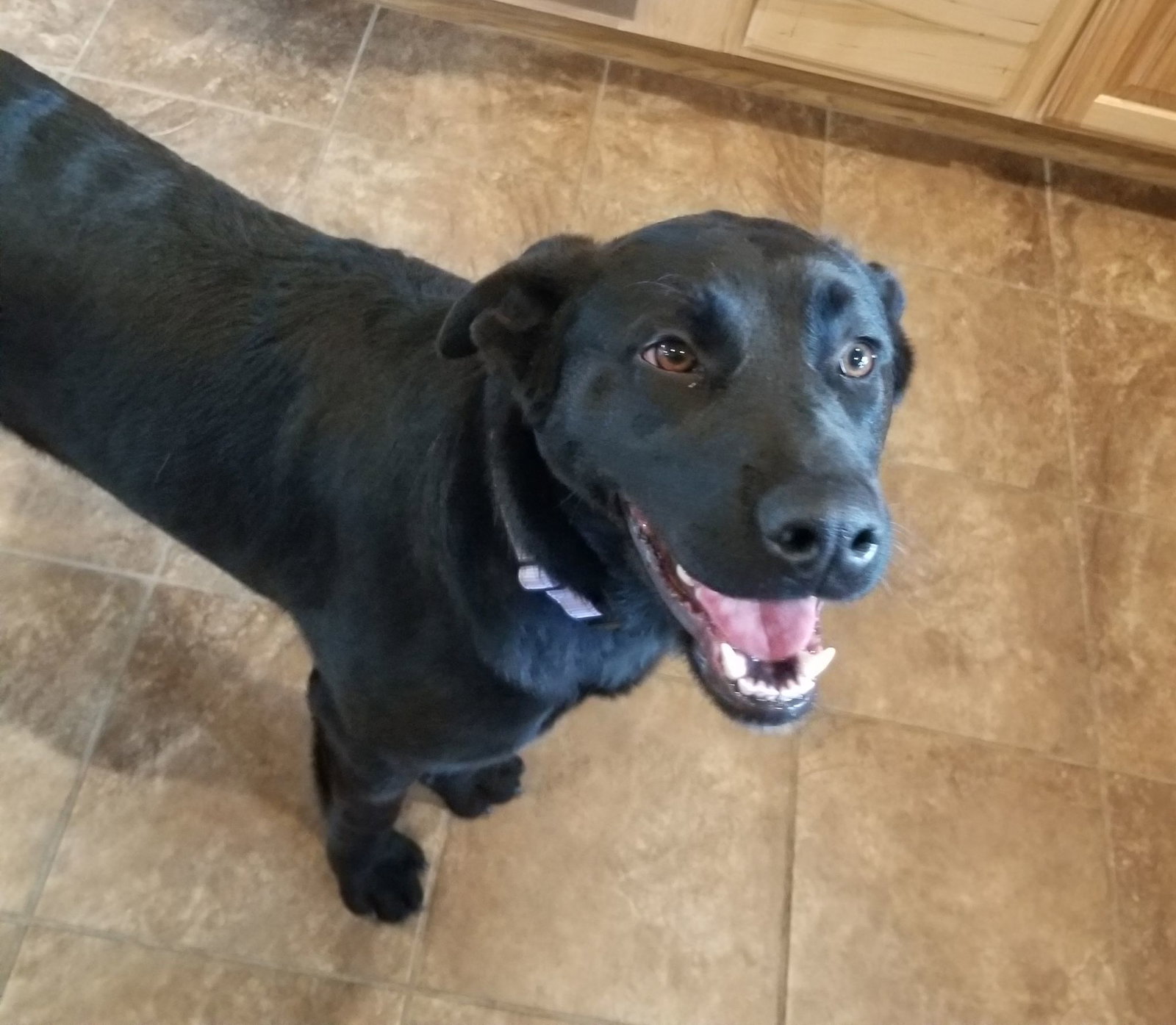 Dog for Adoption - Darcy, a Labrador Retriever in Minkler, CA | Alpha Paw