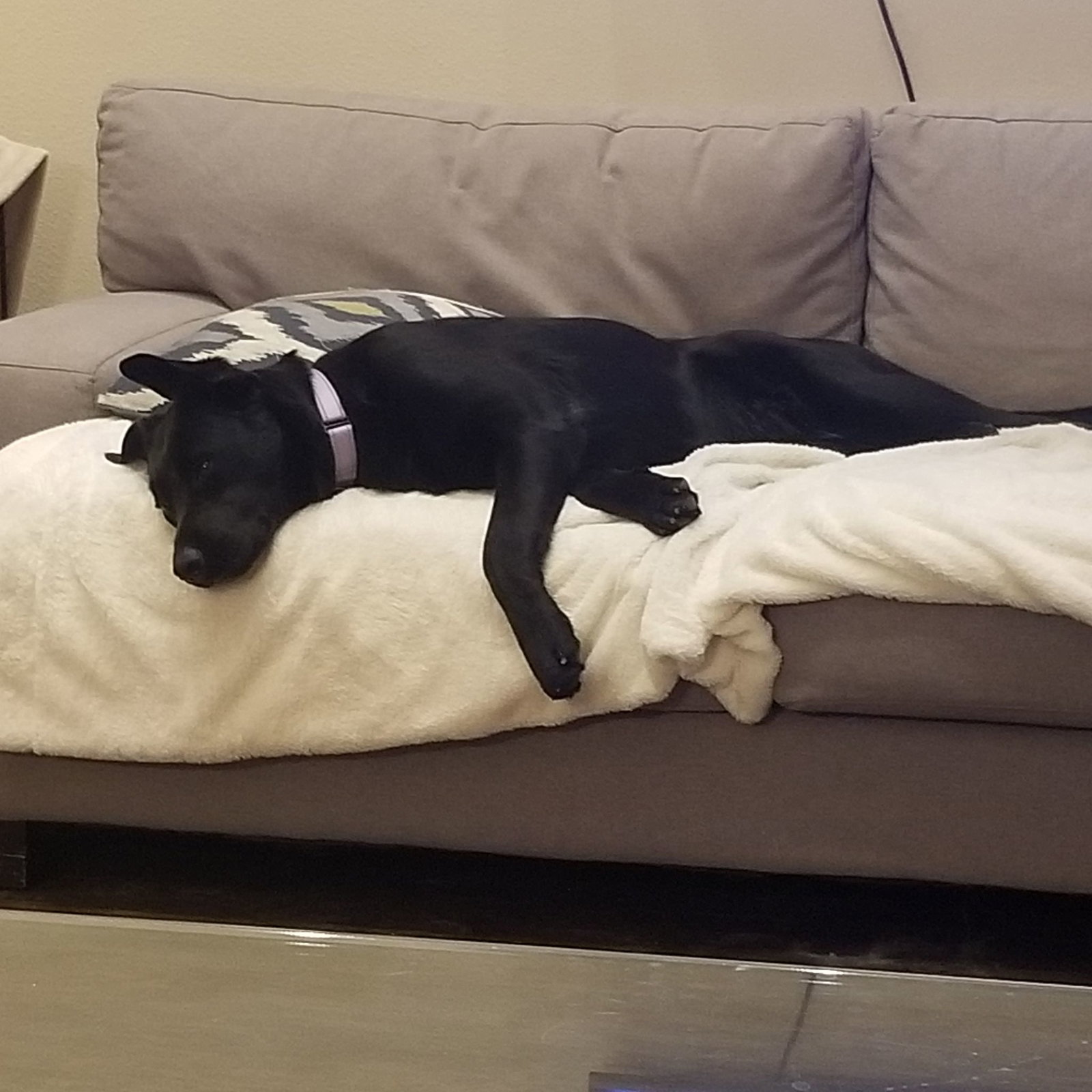Dog for Adoption - Darcy, a Labrador Retriever in Minkler, CA | Alpha Paw