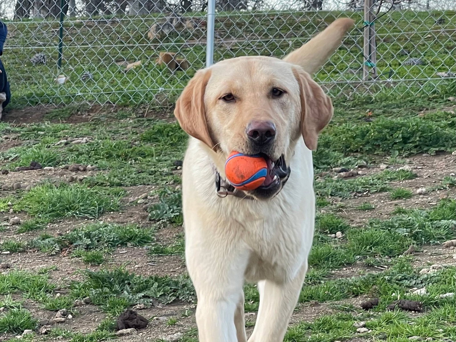 Dog for Adoption - Scout, a Labrador Retriever in Minkler, CA | Alpha Paw