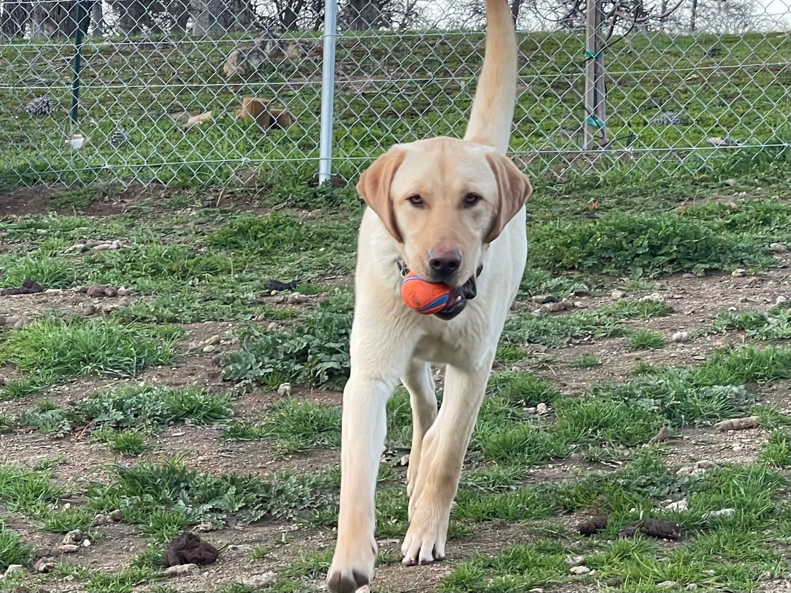 Dog for Adoption - Scout, a Labrador Retriever in Minkler, CA | Alpha Paw