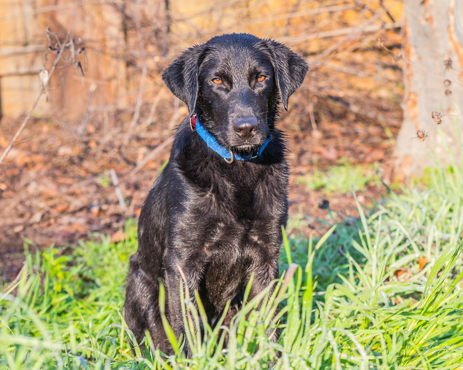 Dog for Adoption - Francis, a Labrador Retriever in Mariposa, CA ...