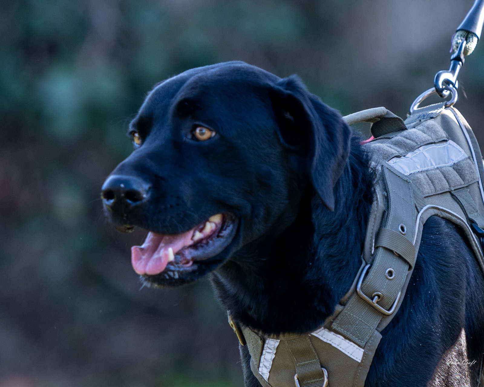 Dog for Adoption - Moe, a Labrador Retriever in Hanford, CA | Alpha Paw