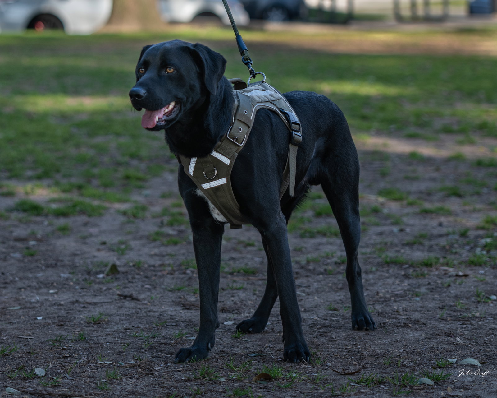 Dog for Adoption - Jet, a Labrador Retriever in Hanford, CA | Alpha Paw