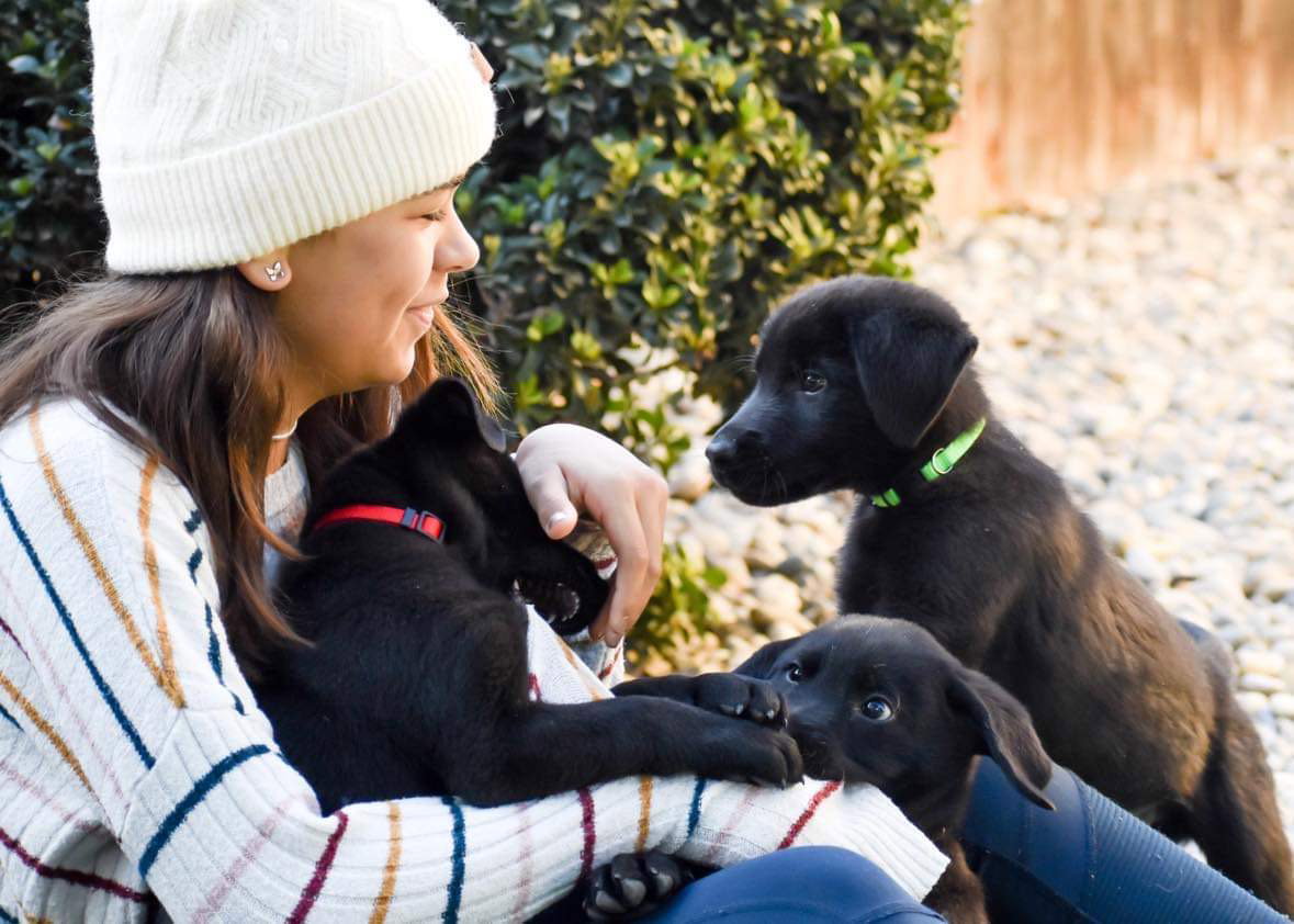 Dog for Adoption - Cheer, Snap & Charisma, a Labrador Retriever in ...