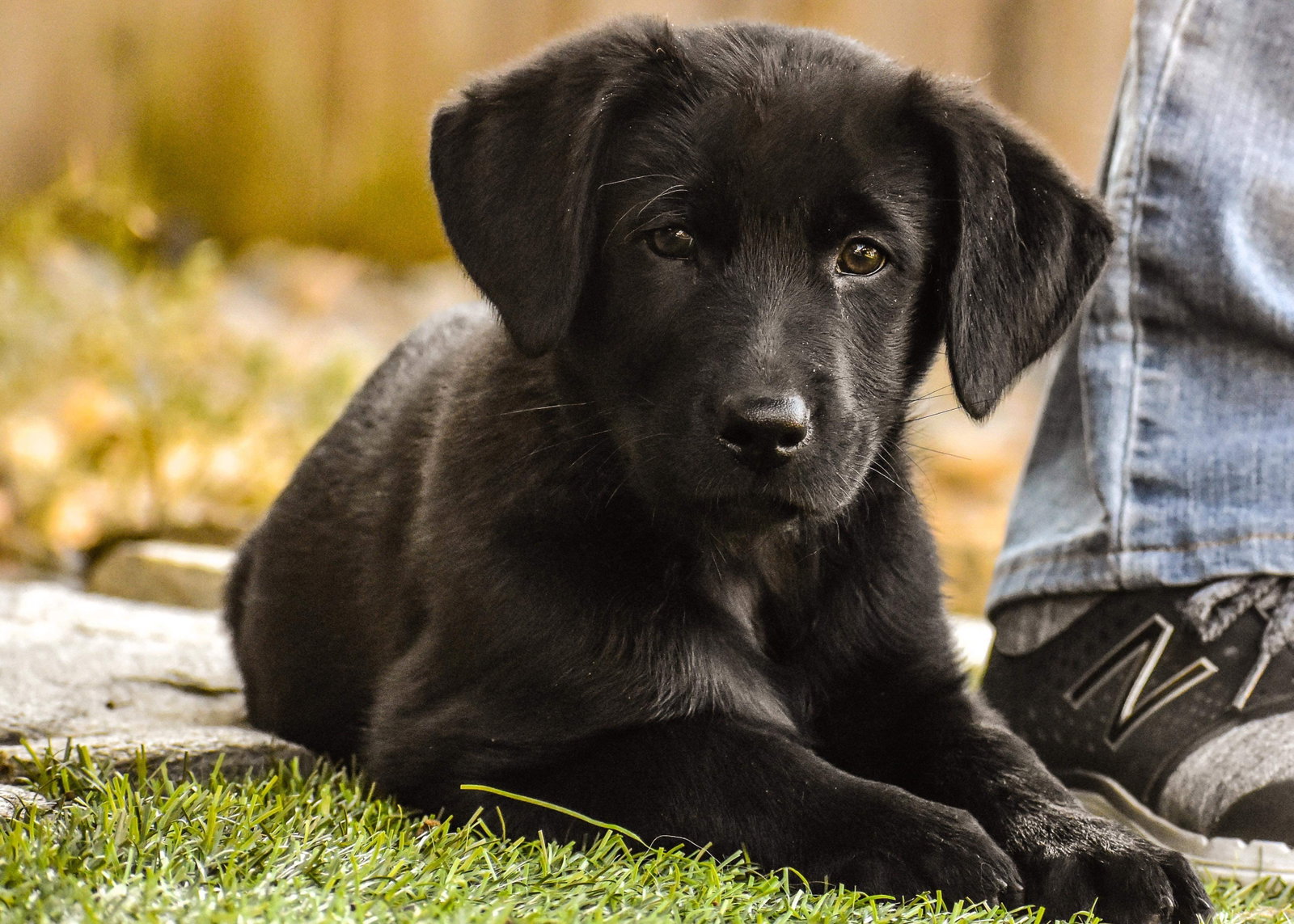 Dog for Adoption - Cheer, Snap & Charisma, a Labrador Retriever in ...