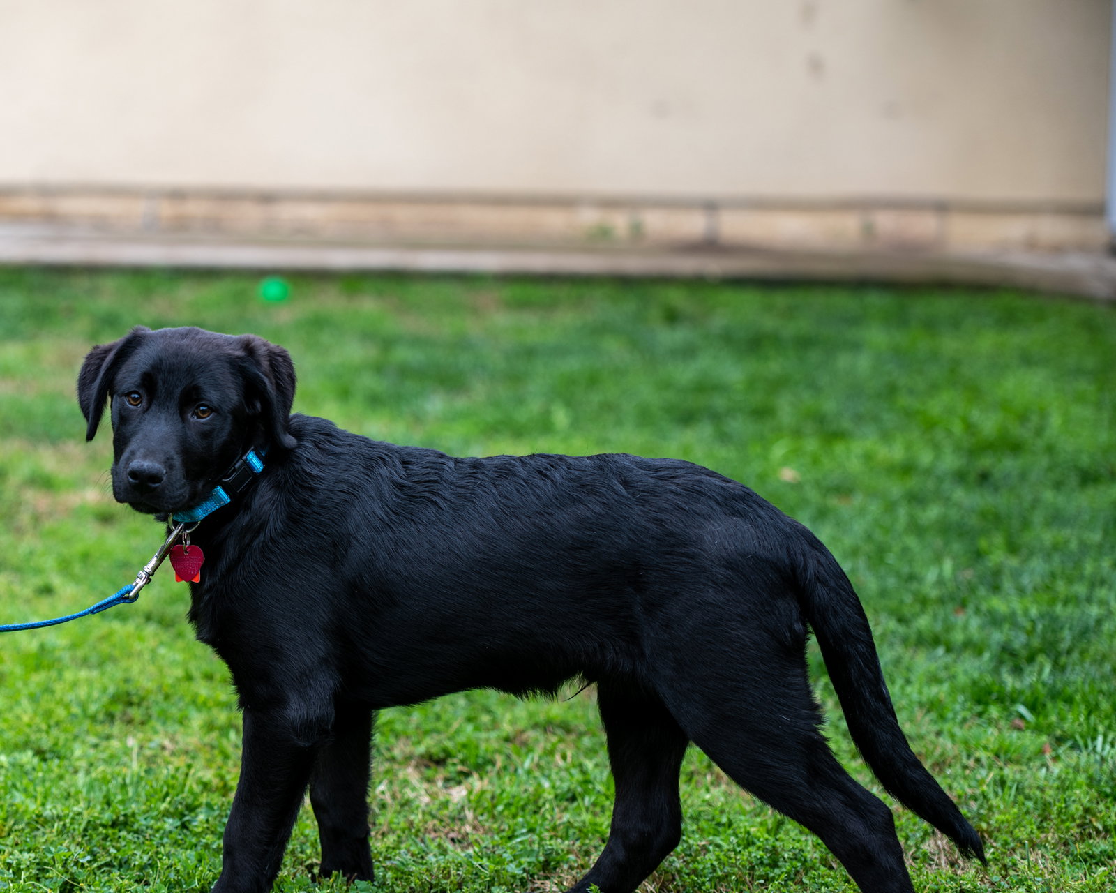 Dog for Adoption - Jake & Jett, a Labrador Retriever in San Joaquin, CA ...