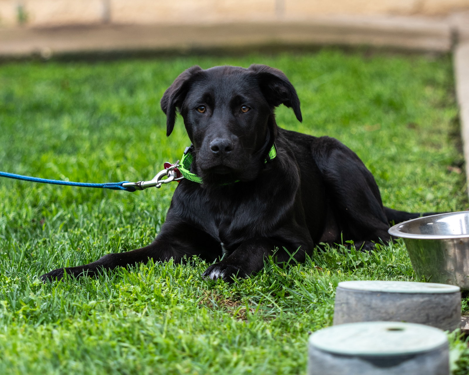 Dog for Adoption - Jake & Jett, a Labrador Retriever in San Joaquin, CA ...
