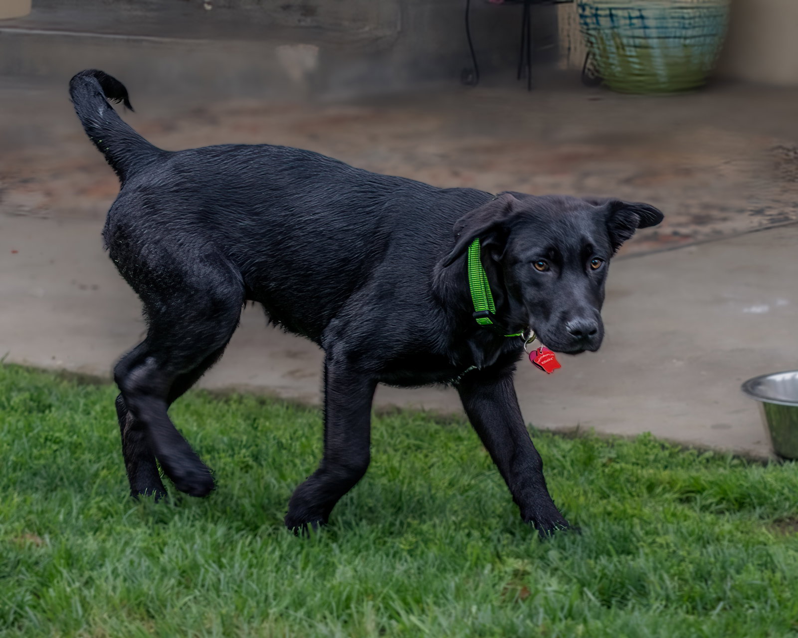 Dog for Adoption - Jake & Jett, a Labrador Retriever in San Joaquin, CA ...