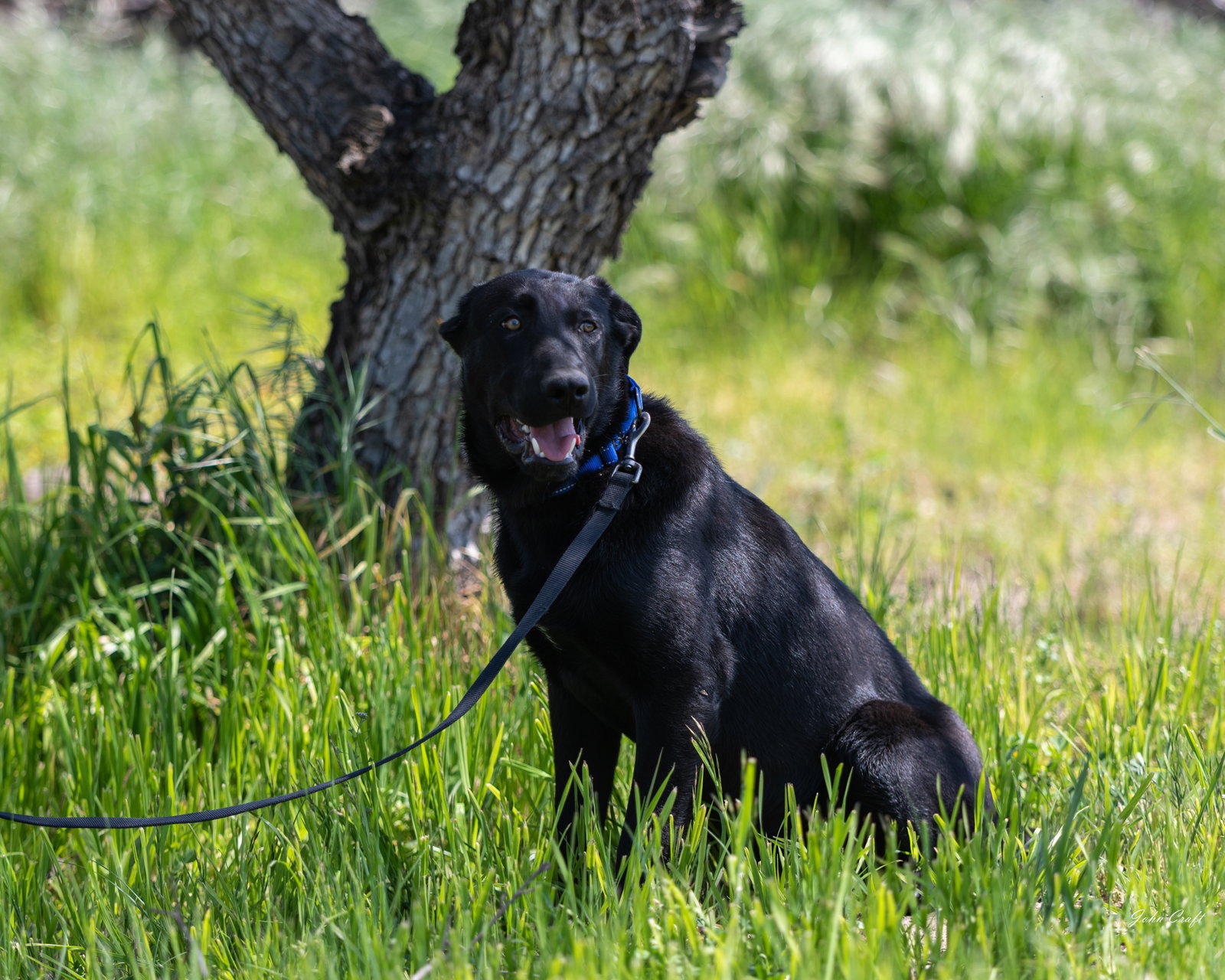 Dog for Adoption - Willow, a Labrador Retriever in Madera County, CA ...