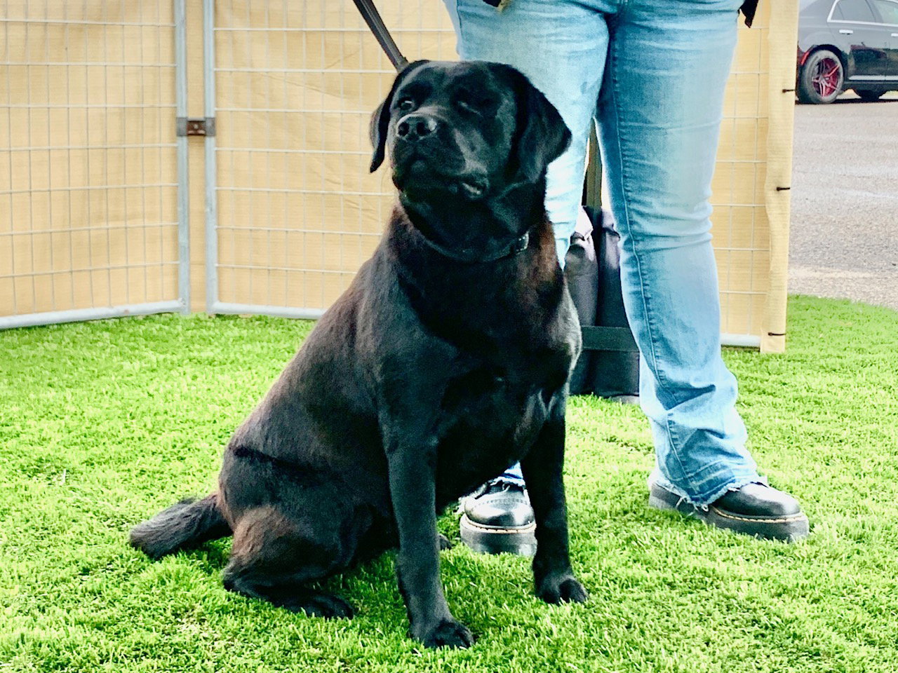 Dog for Adoption - Nyx, a Labrador Retriever in Goshen, CA | Alpha Paw