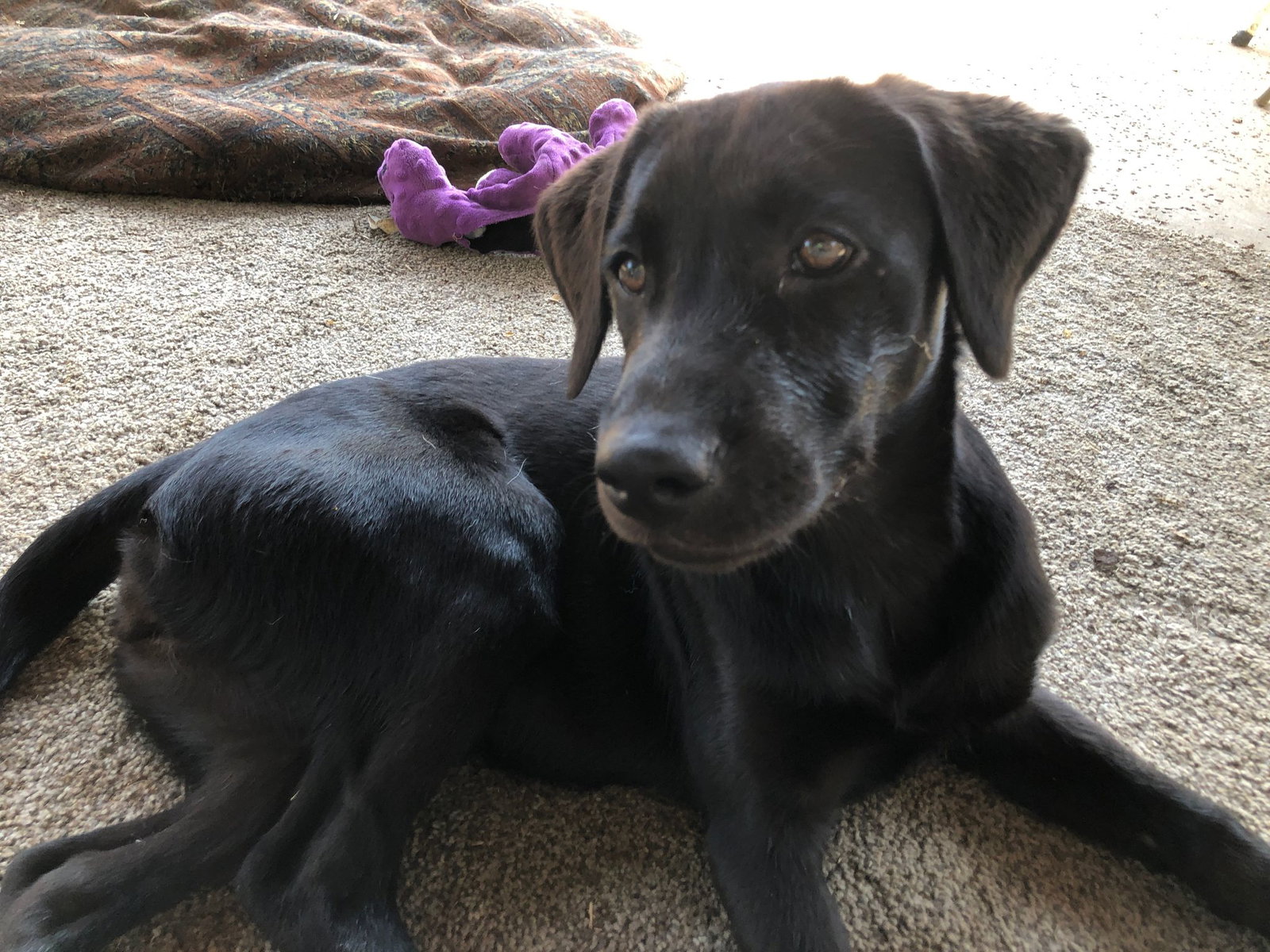 Dog for Adoption - Addie, a Labrador Retriever in Patterson Tract, CA ...
