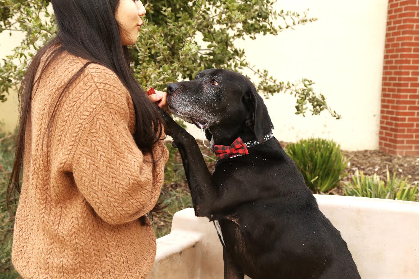 Dog for Adoption - Troy, a Labrador Retriever in Ahwahnee, CA | Alpha Paw