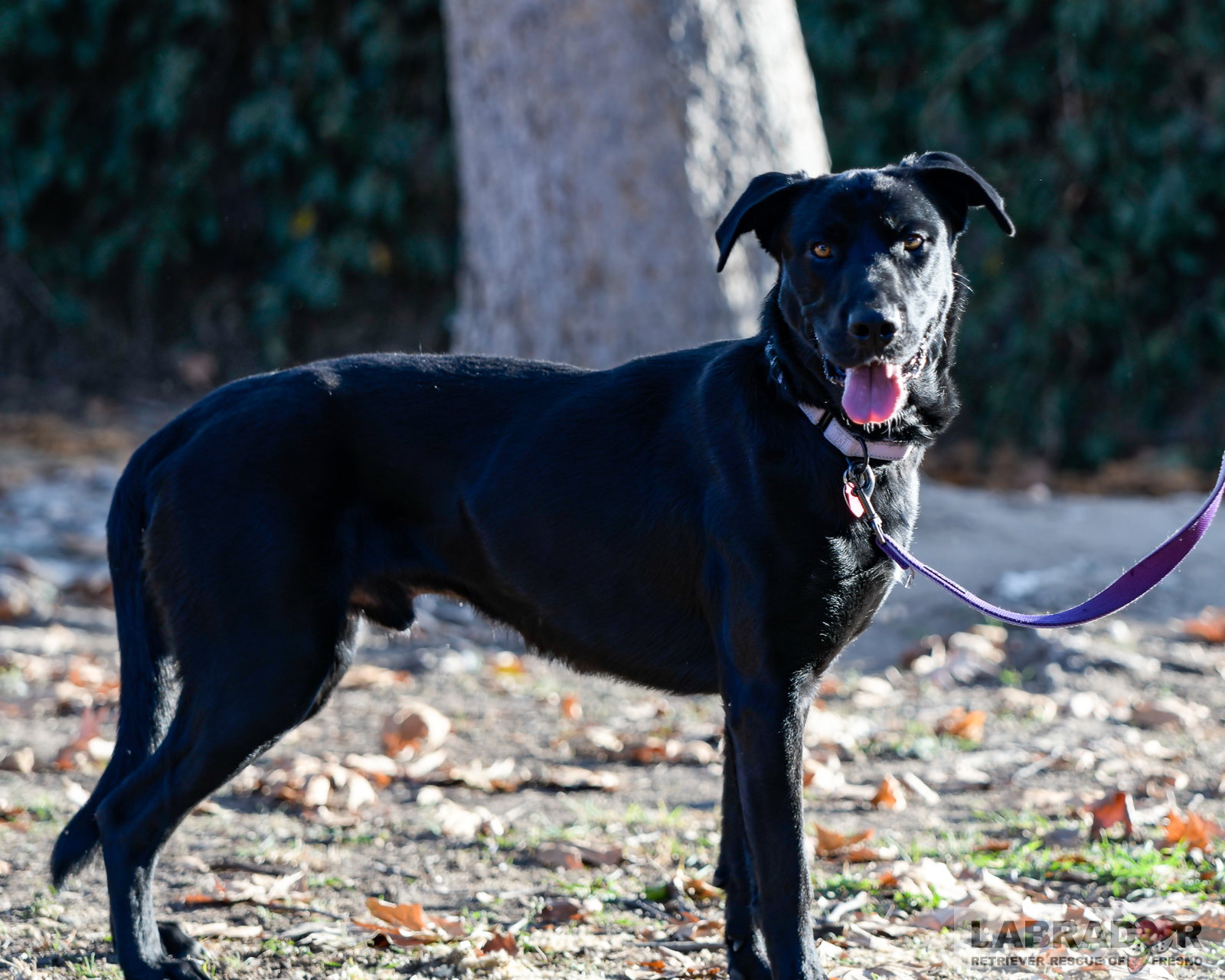 Dog for Adoption - Roger, a Labrador Retriever in Fresno County, CA ...