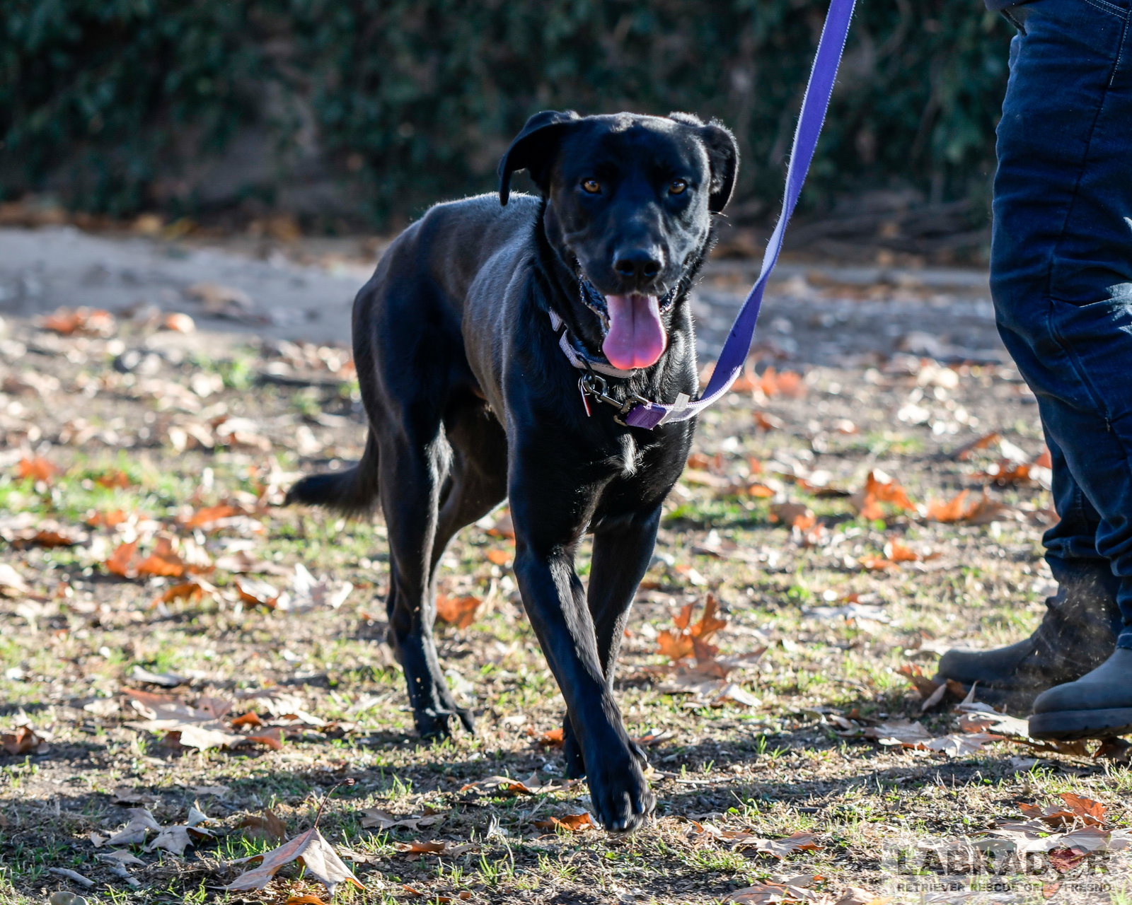 Dog for Adoption - Roger, a Labrador Retriever in Fresno County, CA ...