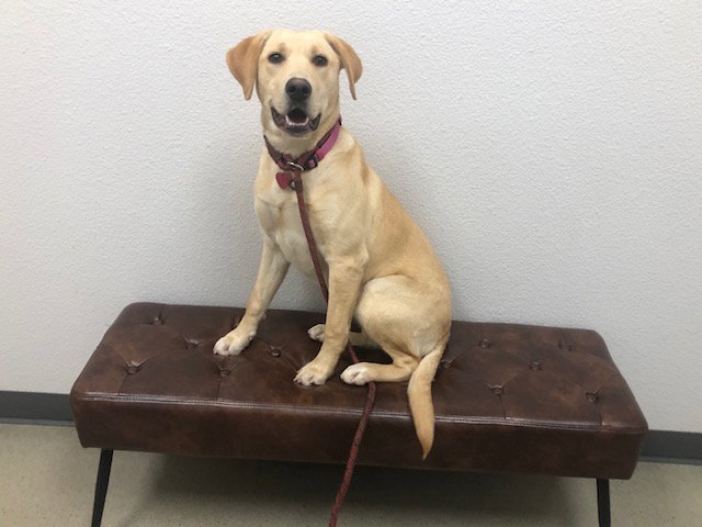 Dog for Adoption - Tilly, a Labrador Retriever in Fresno County, CA ...