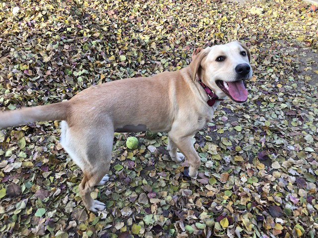 Dog for Adoption - Tilly, a Labrador Retriever in Fresno County, CA ...