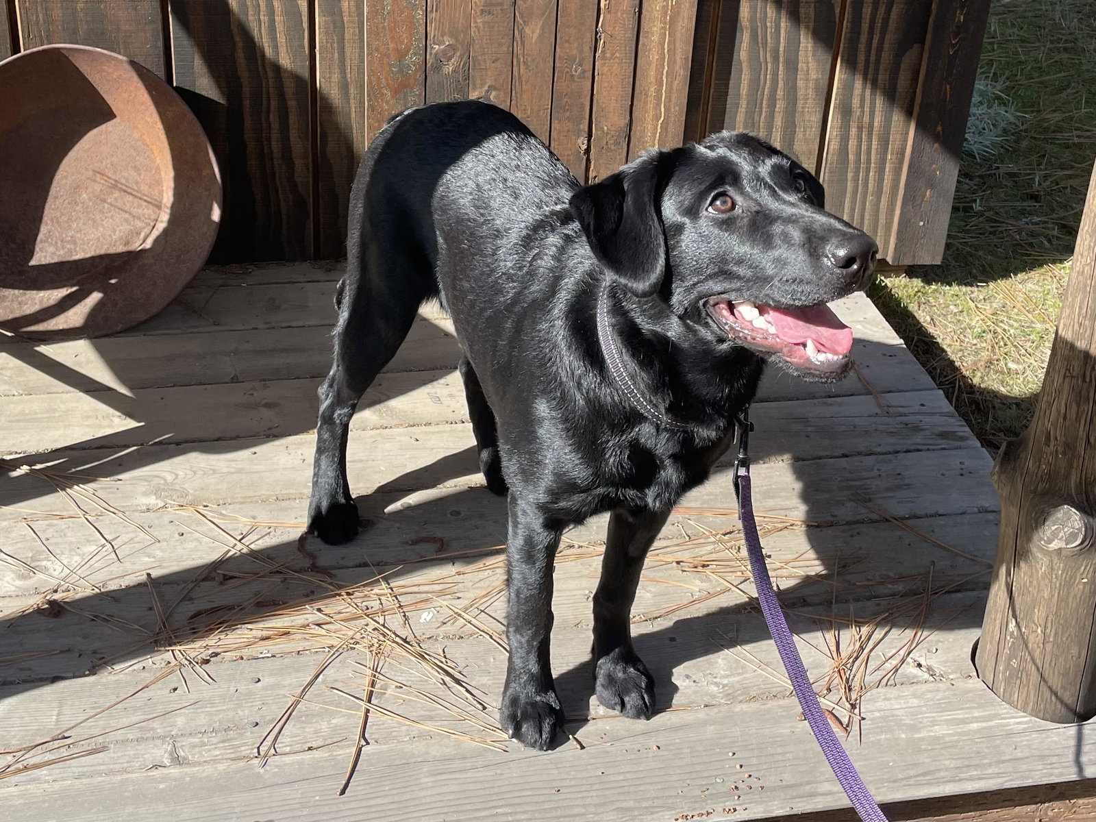 Dog for Adoption - Khaleesi, a Labrador Retriever in Chowchilla, CA ...