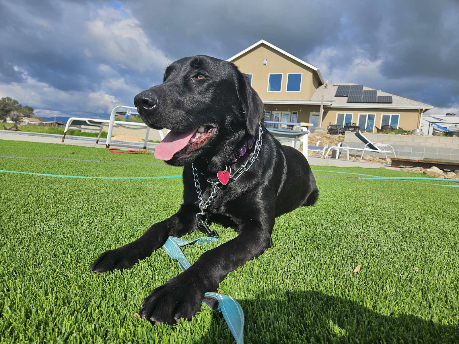Dog for Adoption - Rachel, a Labrador Retriever in Exeter, CA | Alpha Paw