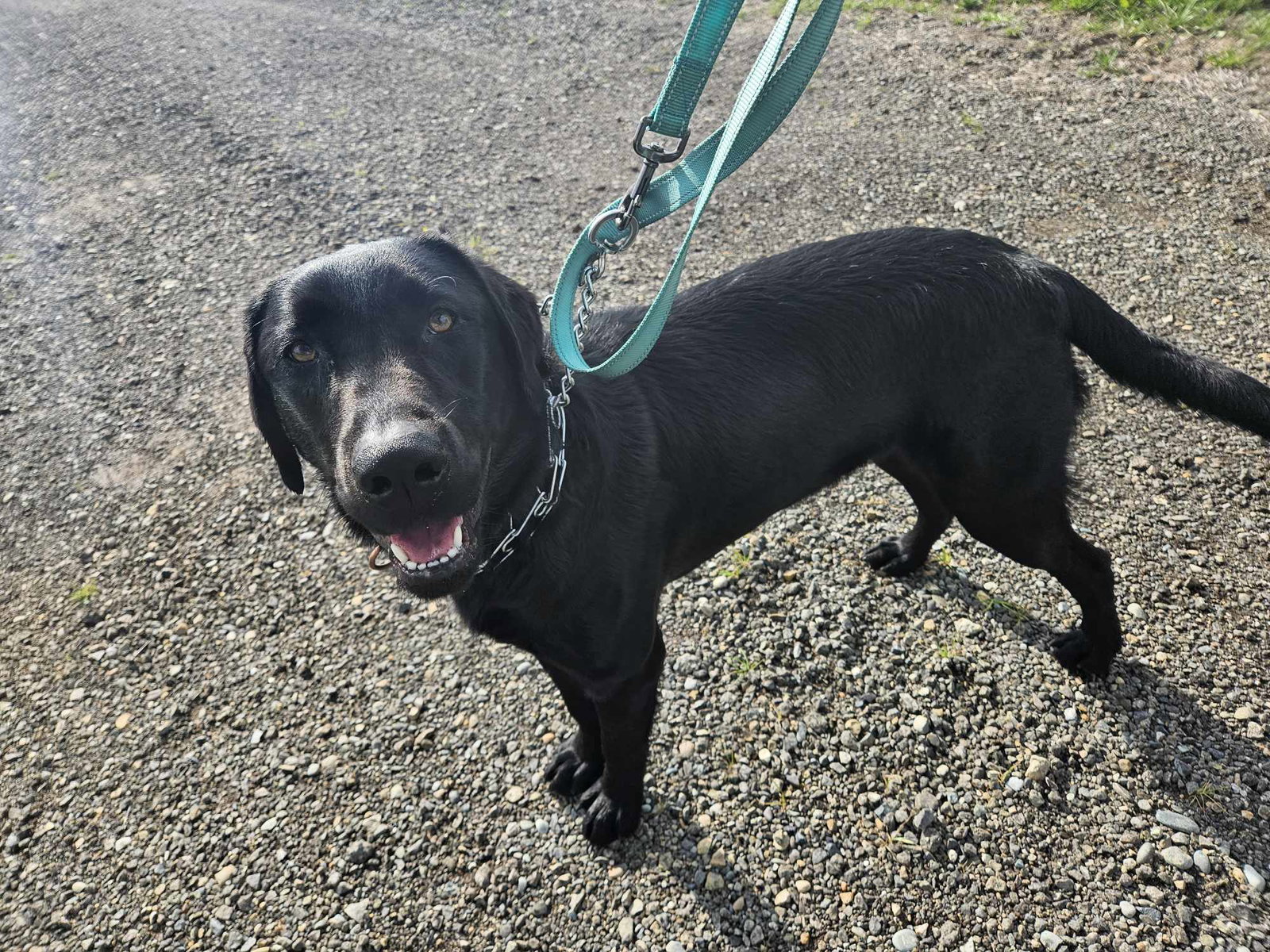 Dog for Adoption - Rachel, a Labrador Retriever in Mariposa, CA | Alpha Paw