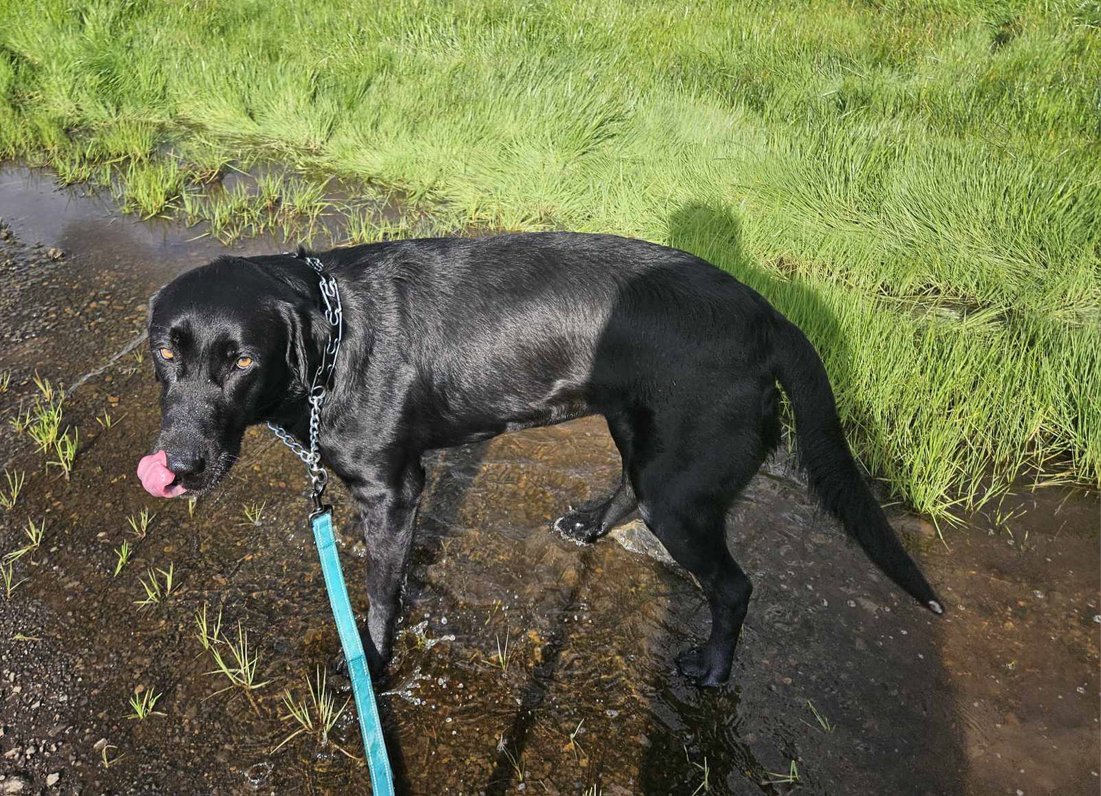 Dog for Adoption - Rachel, a Labrador Retriever in Mariposa, CA | Alpha Paw