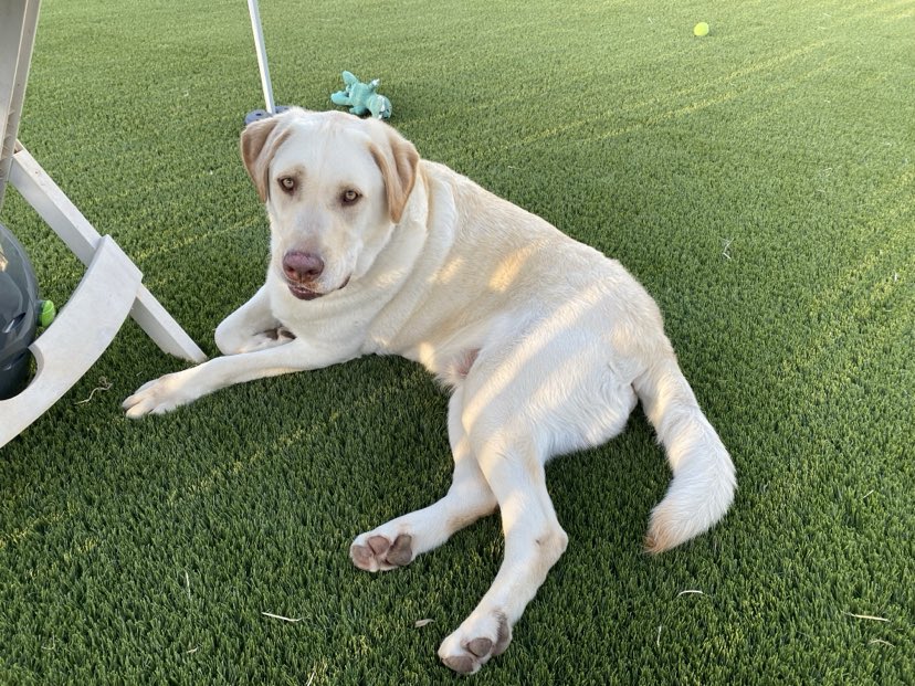 Dog for Adoption - Barney, a Labrador Retriever in Mariposa, CA | Alpha Paw