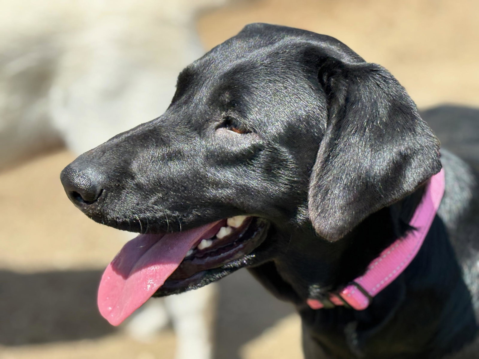 Dog for Adoption - Dolly, a Labrador Retriever in Mariposa, CA | Alpha Paw