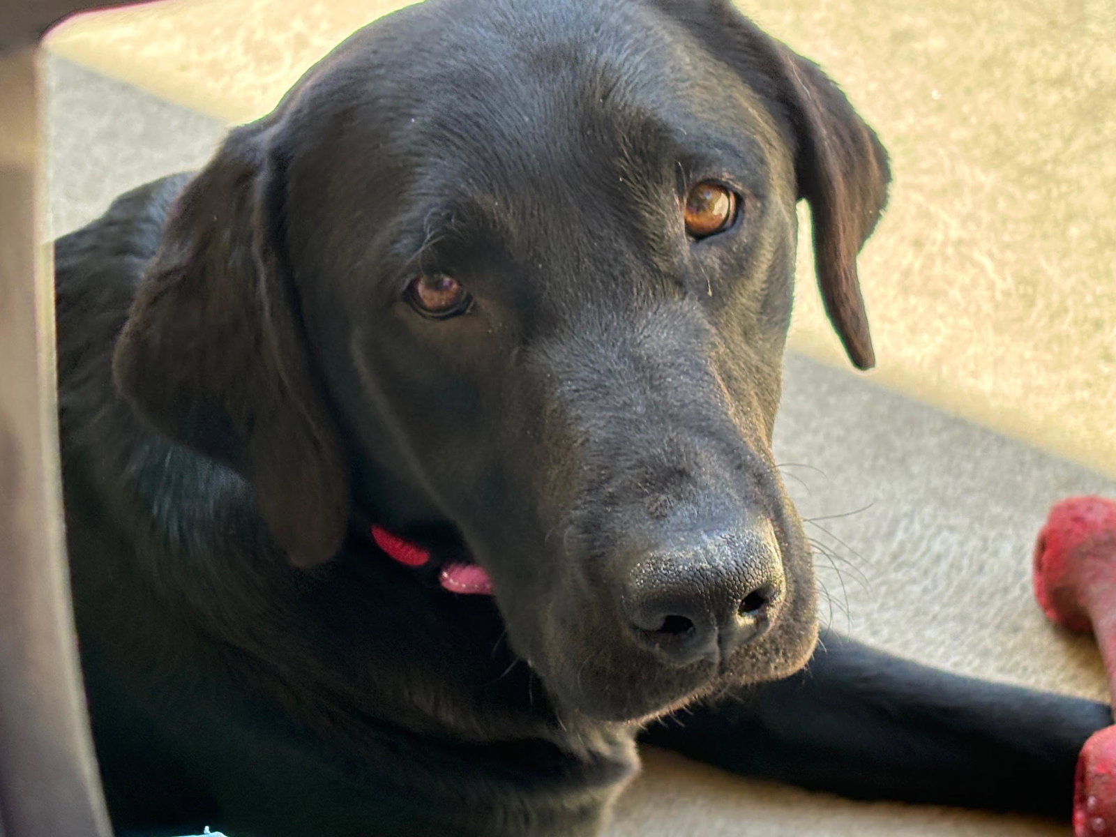 Dog for Adoption - Dolly, a Labrador Retriever in Mariposa, CA | Alpha Paw