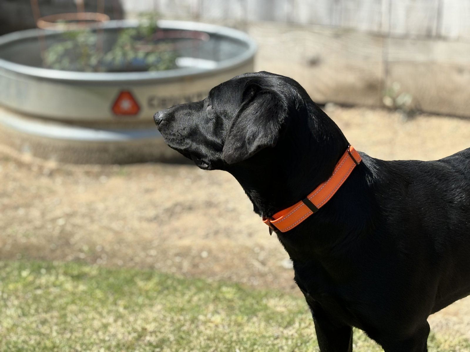 Dog for Adoption - Dolly, a Labrador Retriever in Mariposa, CA | Alpha Paw