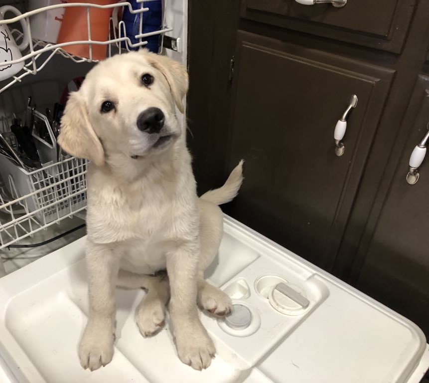Dog for Adoption - Wilson, a Labrador Retriever in Mariposa, CA | Alpha Paw