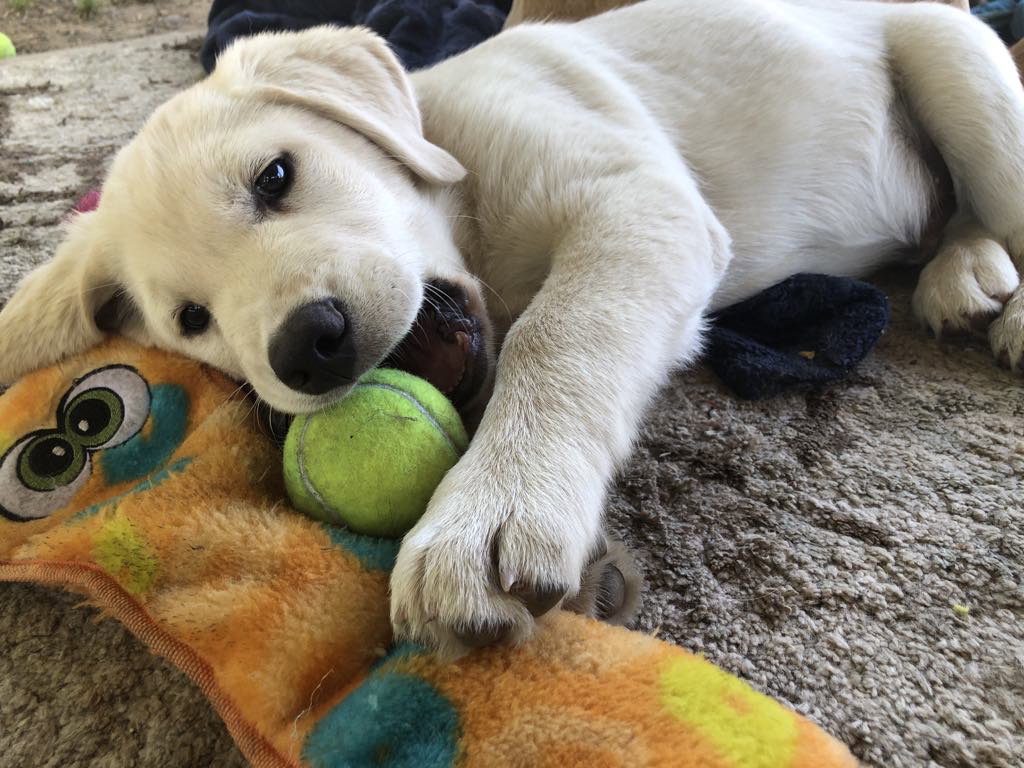 Dog for Adoption - Wilson, a Labrador Retriever in Mariposa, CA | Alpha Paw