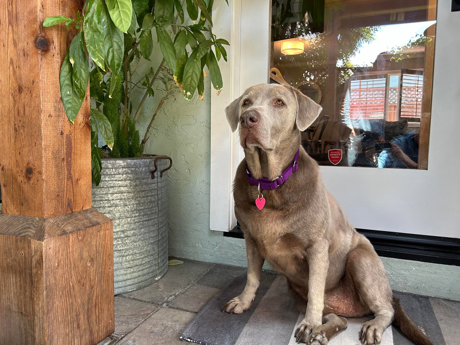Dog for Adoption - Logan, a Labrador Retriever in Mariposa, CA | Alpha Paw
