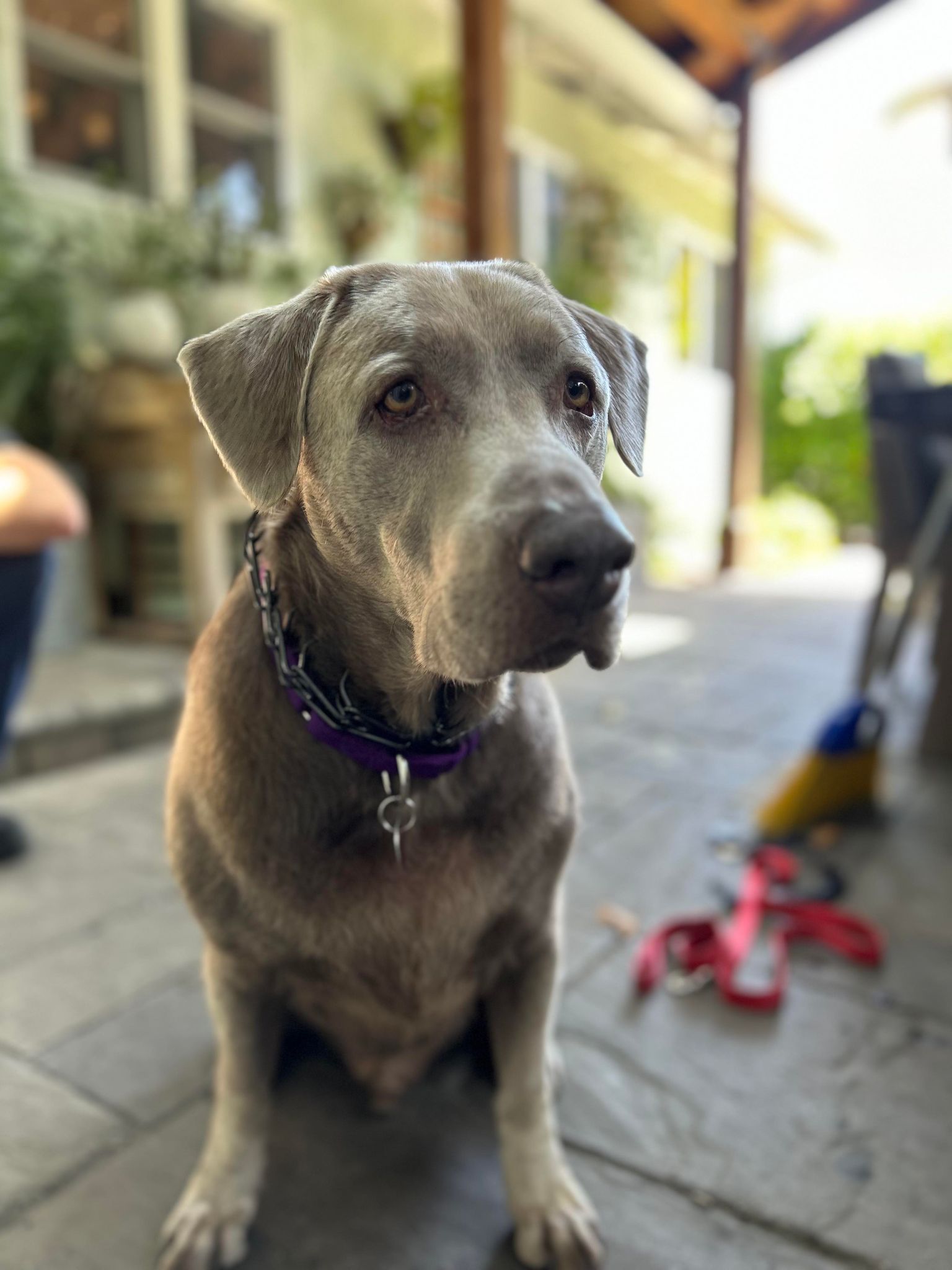Dog for Adoption - Logan, a Labrador Retriever in Mariposa, CA | Alpha Paw