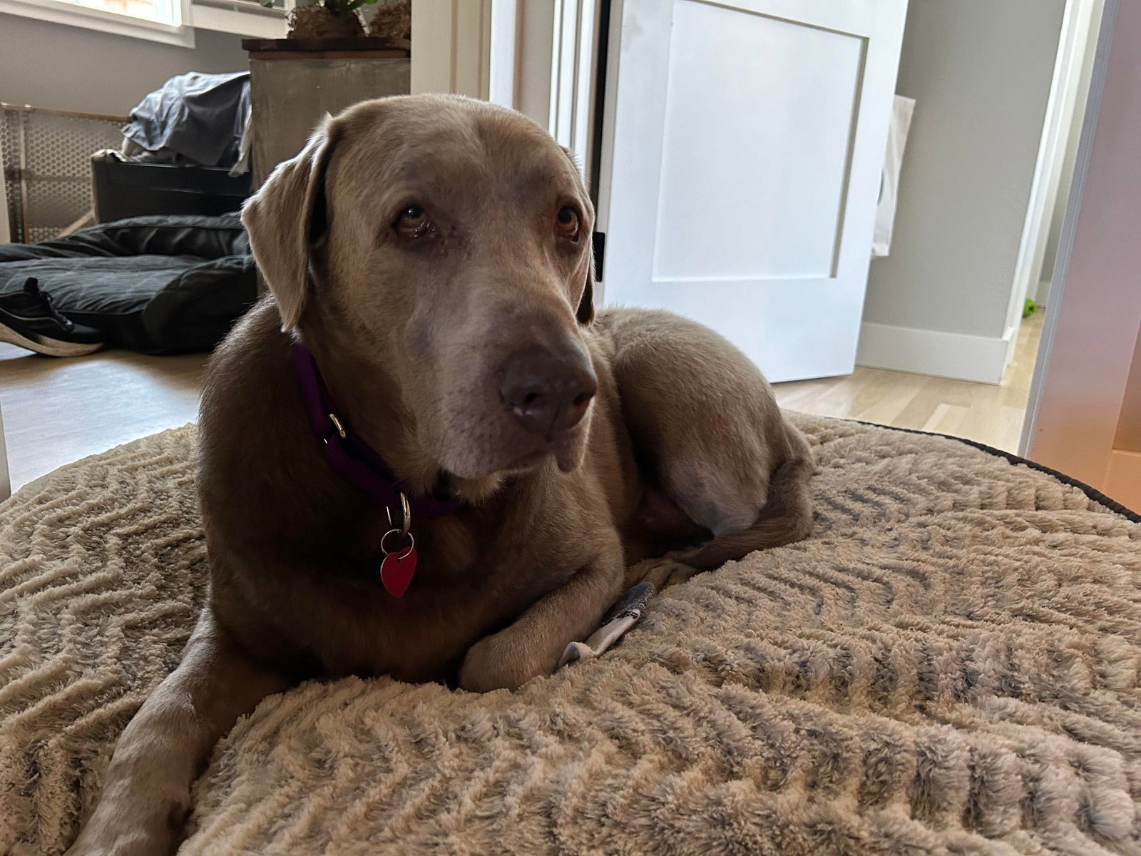 Dog for Adoption - Logan, a Labrador Retriever in Mariposa, CA | Alpha Paw