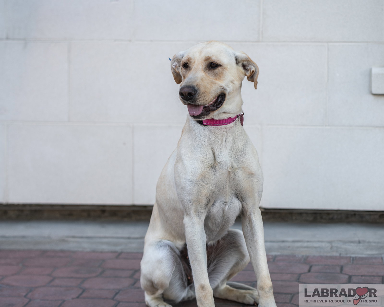 Dog for Adoption - Starla, a Labrador Retriever in Patterson Tract, CA ...