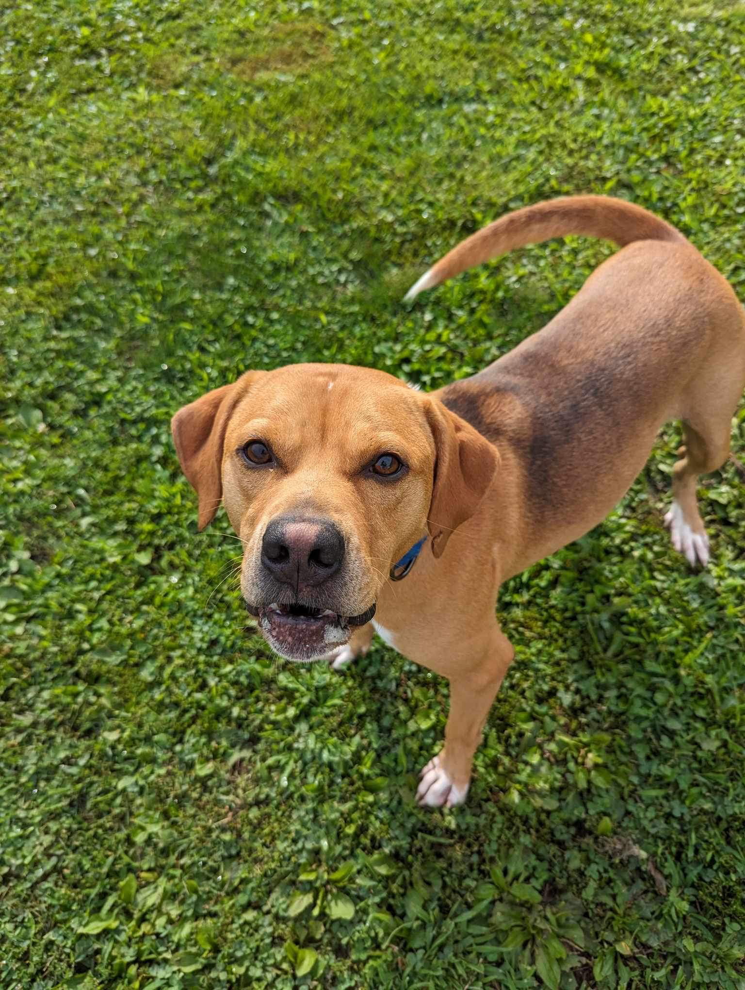 Dog for Adoption - Flapjack, a Hound in Mount Vernon, IL | Alpha Paw