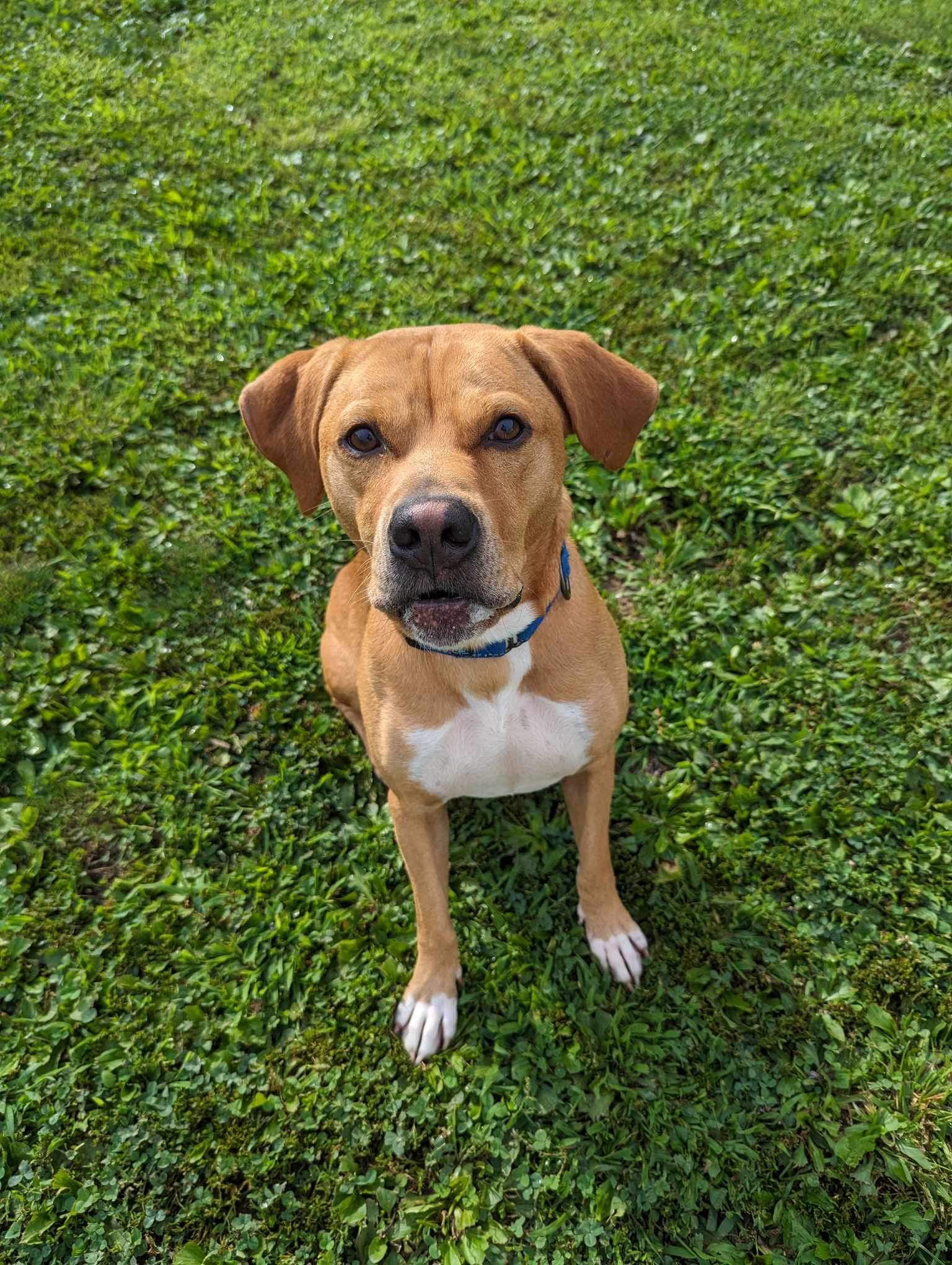 Dog for Adoption - Flapjack, a Hound in Mount Vernon, IL | Alpha Paw