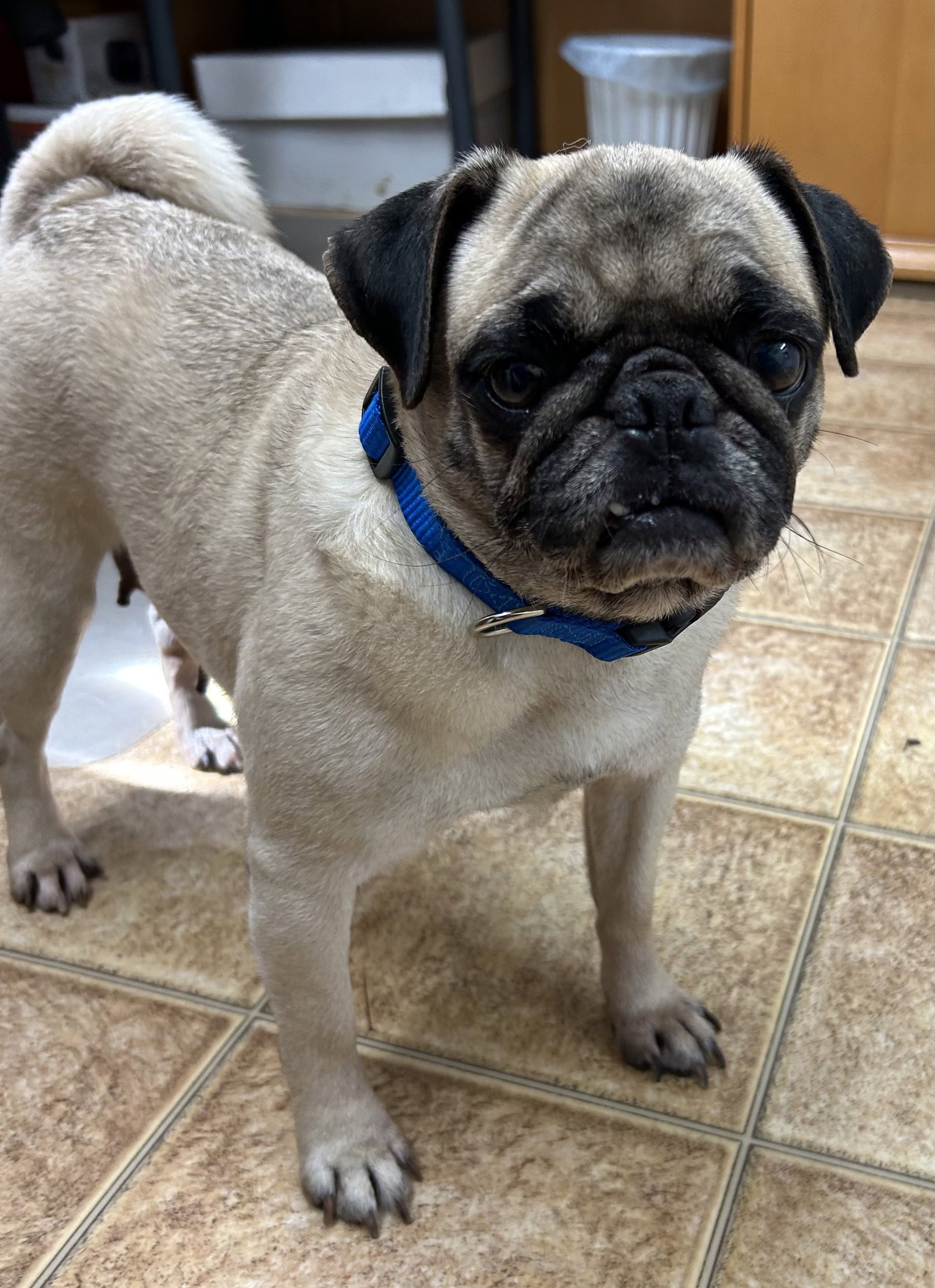 Dog for Adoption - Mandy, a Pug in Du Quoin, IL | Alpha Paw